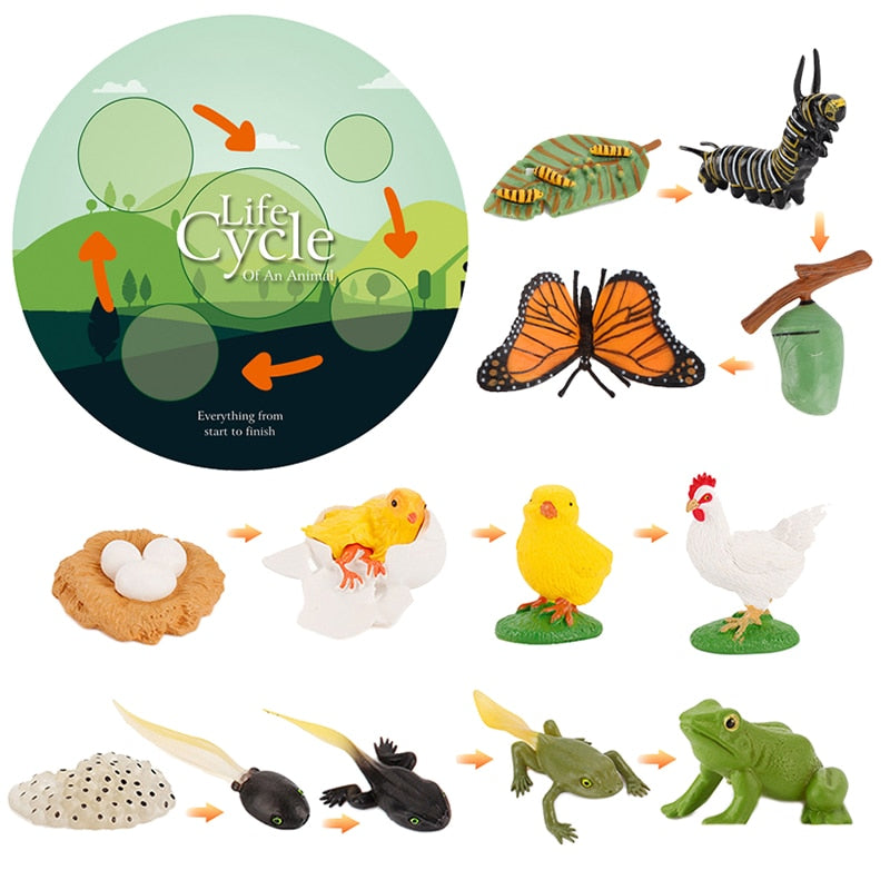 Simulation Animals Model Montessori Toy – Children Toys Store